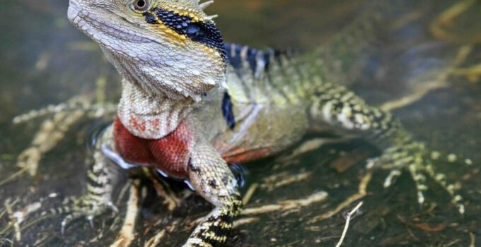 Australian Water Dragon: The Complete Guide - The Reptile Bay