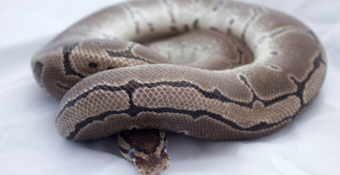 Axanthic Ball Python Genetics, Bloodline & Breeding. - The Reptile Bay