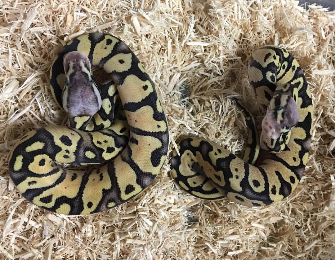Firefly Ball Python Care Guide & Species Profil - The Reptile Bay
