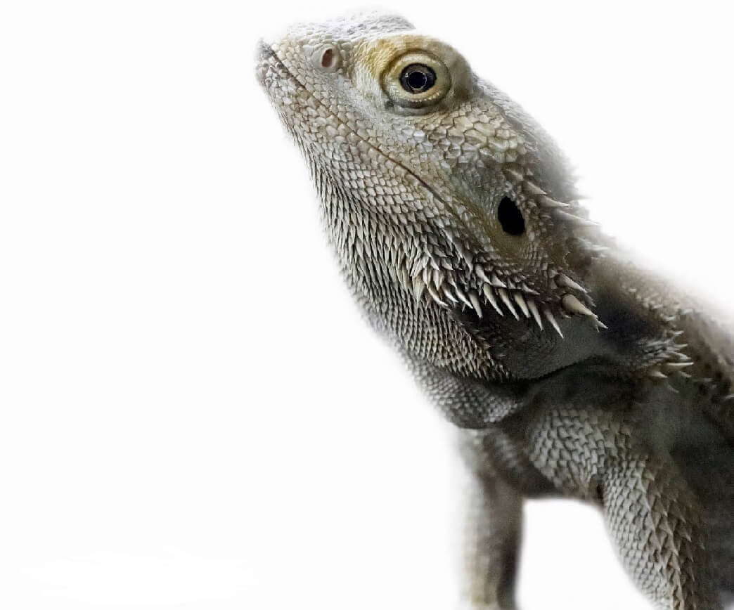 Bearded Dragon Behaviours Explained: Glass Surfing, Head Bobbing and ...