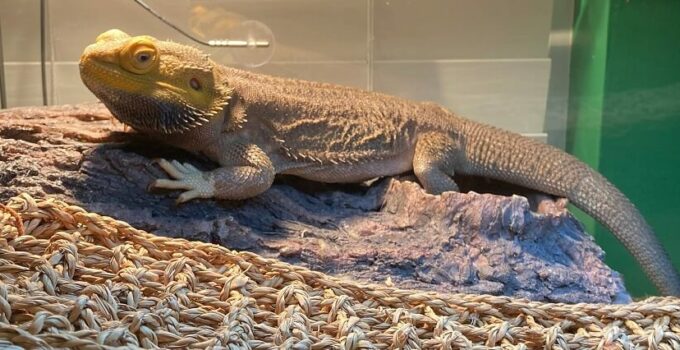 Bearded Dragon Brumation: Signs, What To Do & Waking Up - The Reptile Bay