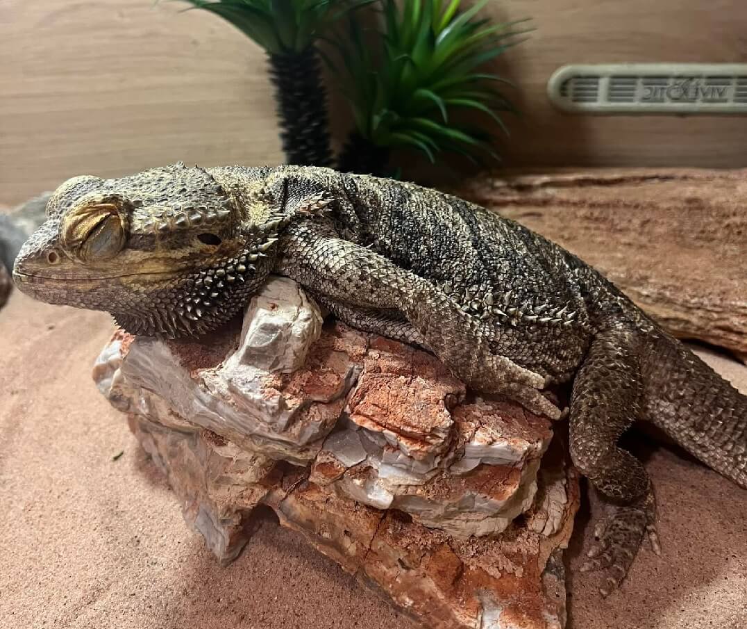 Bearded Dragon Brumation: Signs, What To Do & Waking Up - The Reptile Bay
