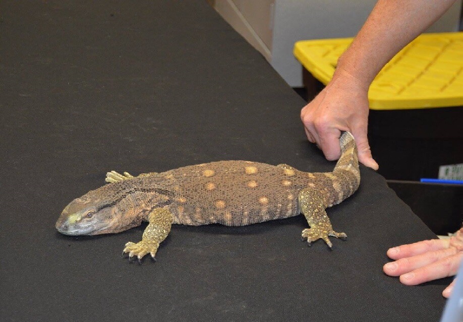 Black-Throated Monitor Care Guide & More - The Reptile Bay