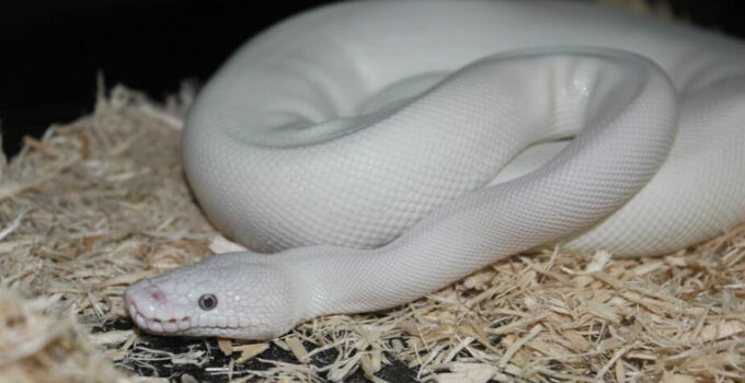 The Blue Eyed Leucistic Ball Python Care Sheet - The Reptile Bay