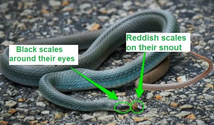 Blue Racer Snake Breed: Care Guide, Facts, Speed & Pictures - The ...