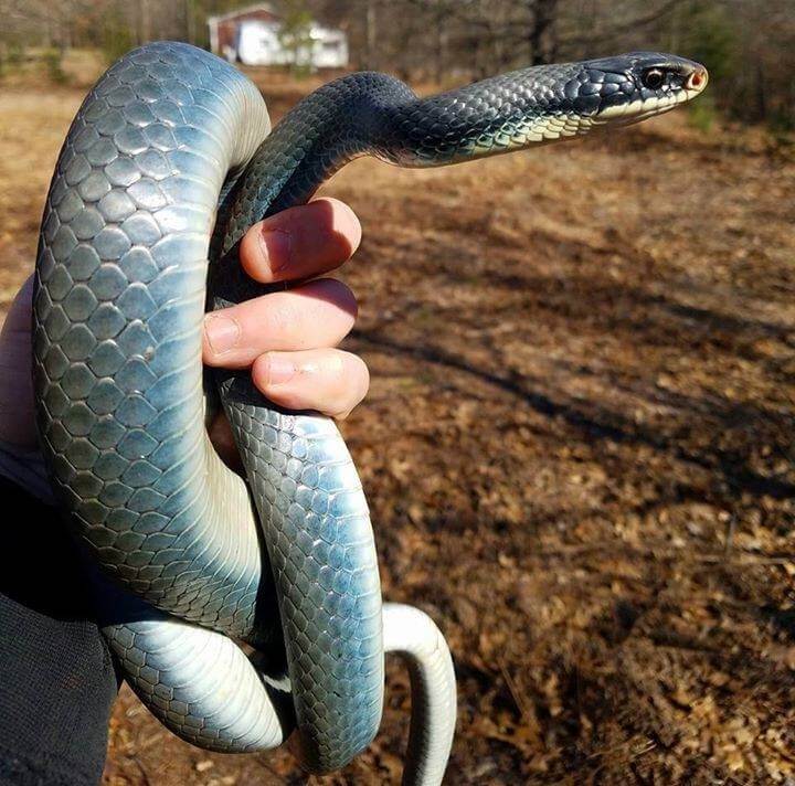 Blue Racer Snake Breed: Care Guide, Facts, Speed & Pictures - The ...