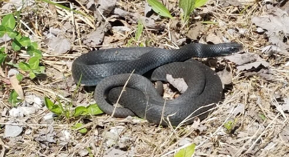 Blue Racer Snake Breed: Care Guide, Facts, Speed & Pictures - The ...