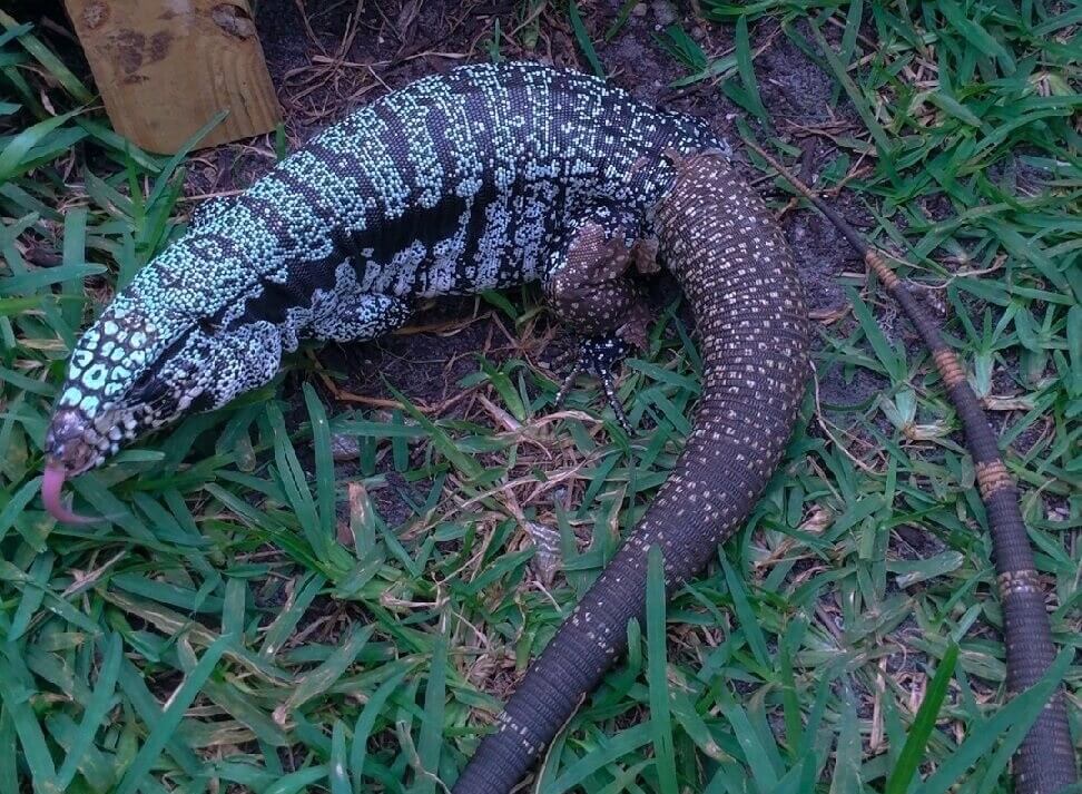 9 Types of Tegu Lizards & Pictures - The Reptile Bay