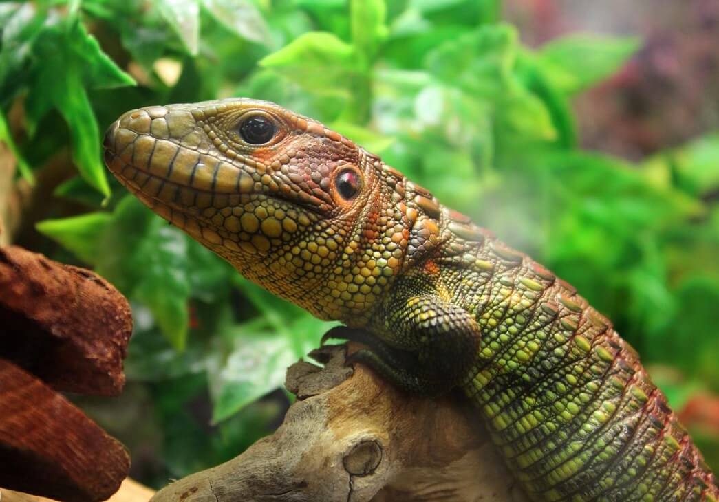 9 Types of Tegu Lizards & Pictures - The Reptile Bay