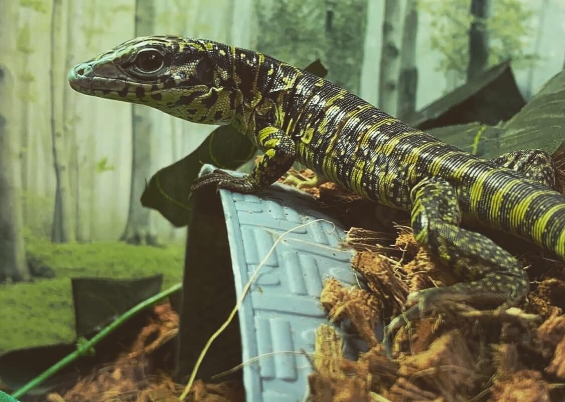 9 Types of Tegu Lizards & Pictures - The Reptile Bay