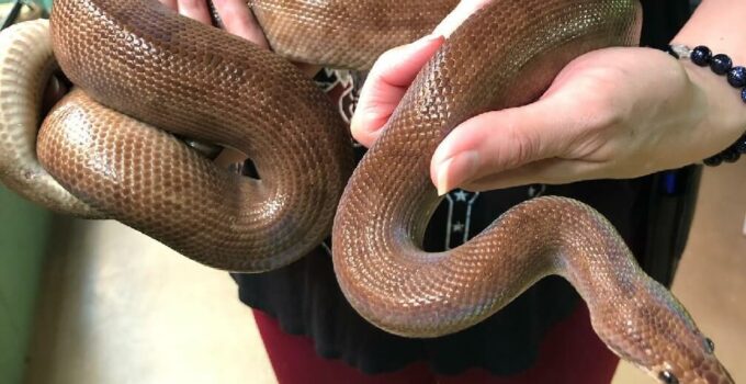 Colombian Rainbow Boa Care Guide and Species Profile - The Reptile Bay