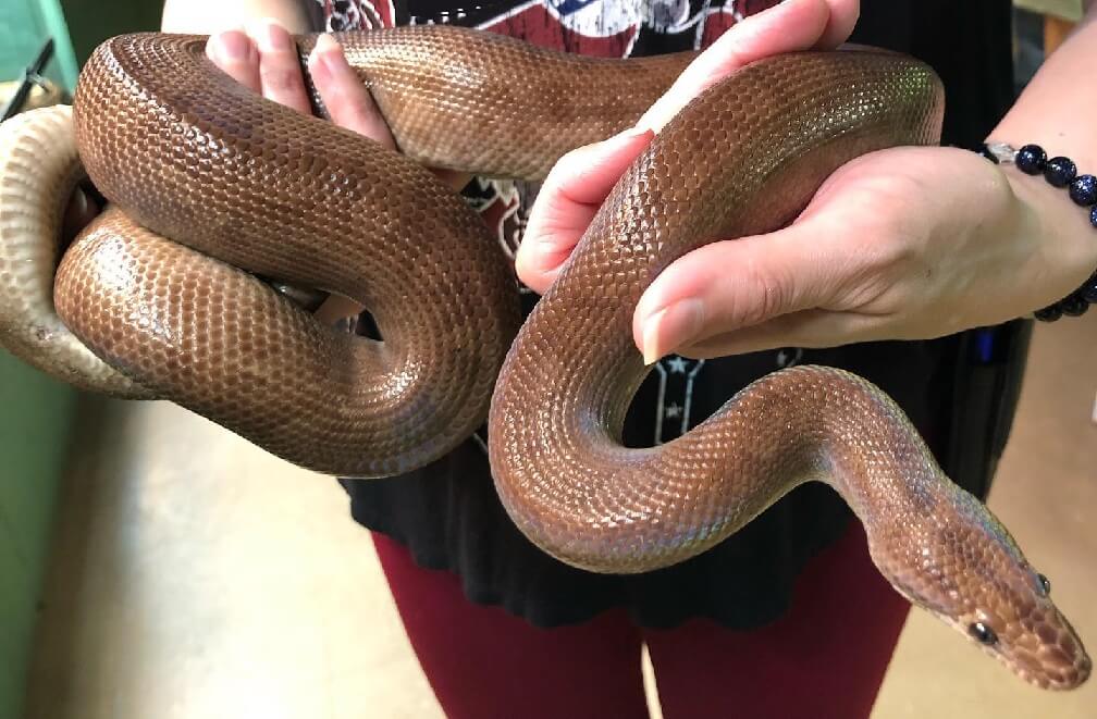 Colombian Rainbow Boa Care Guide and Species Profile - The Reptile Bay