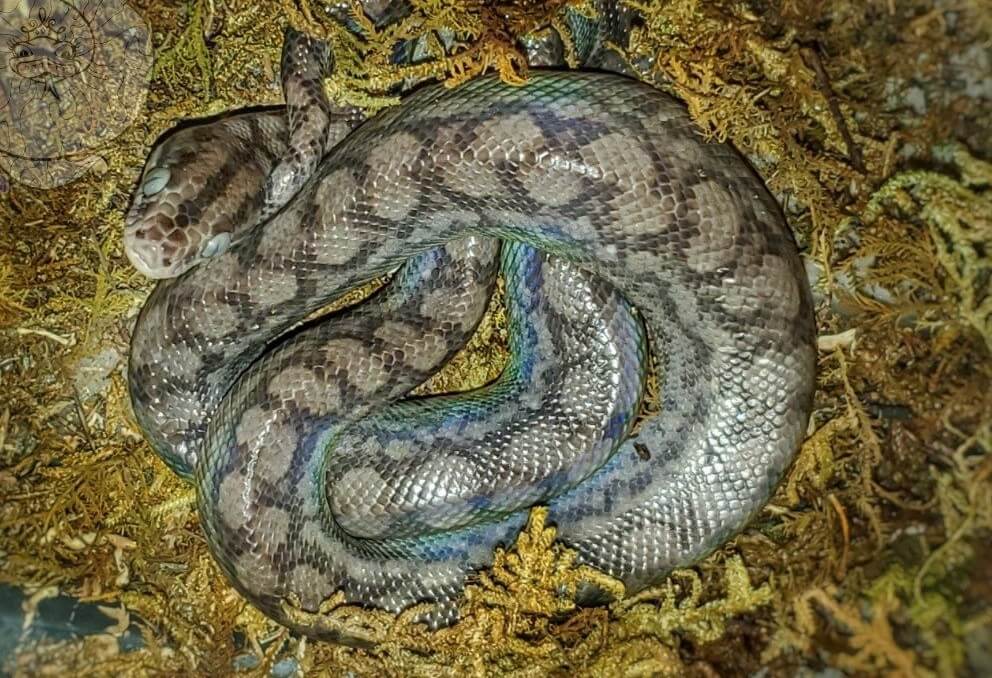 Colombian Rainbow Boa Care Guide and Species Profile - The Reptile Bay
