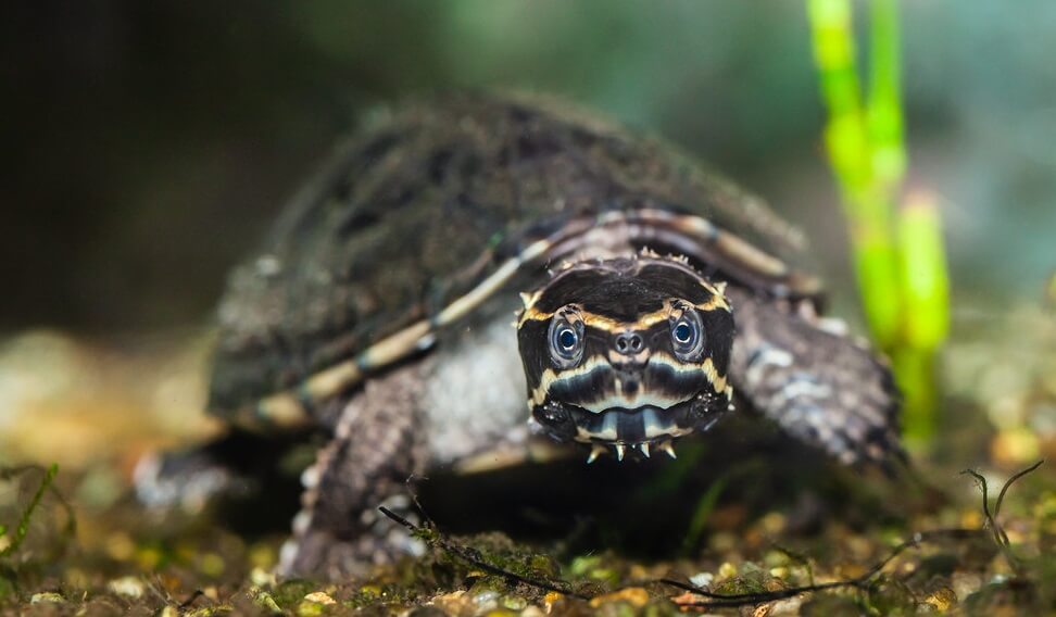 Common Musk Turtle Care Guide & More - The Reptile Bay