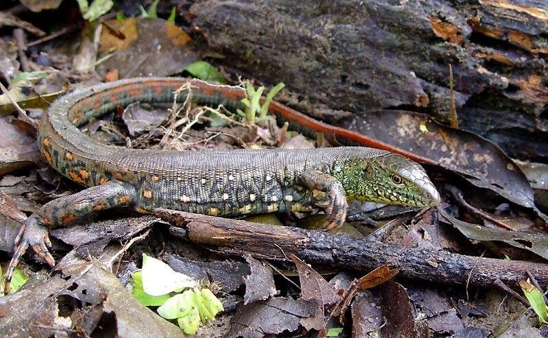 9 Types of Tegu Lizards & Pictures - The Reptile Bay