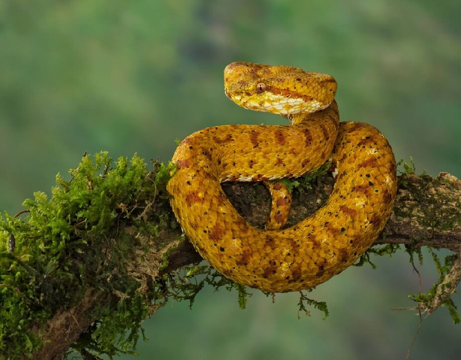 Eyelash Viper Care Guide & Species Profil - The Reptile Bay