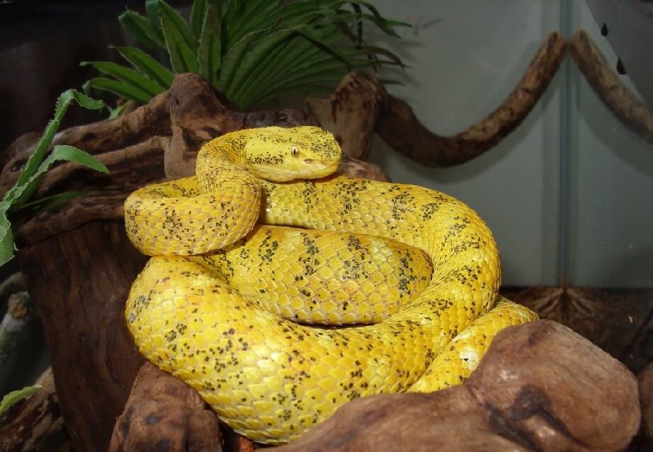 Eyelash Viper Care Guide & Species Profil - The Reptile Bay