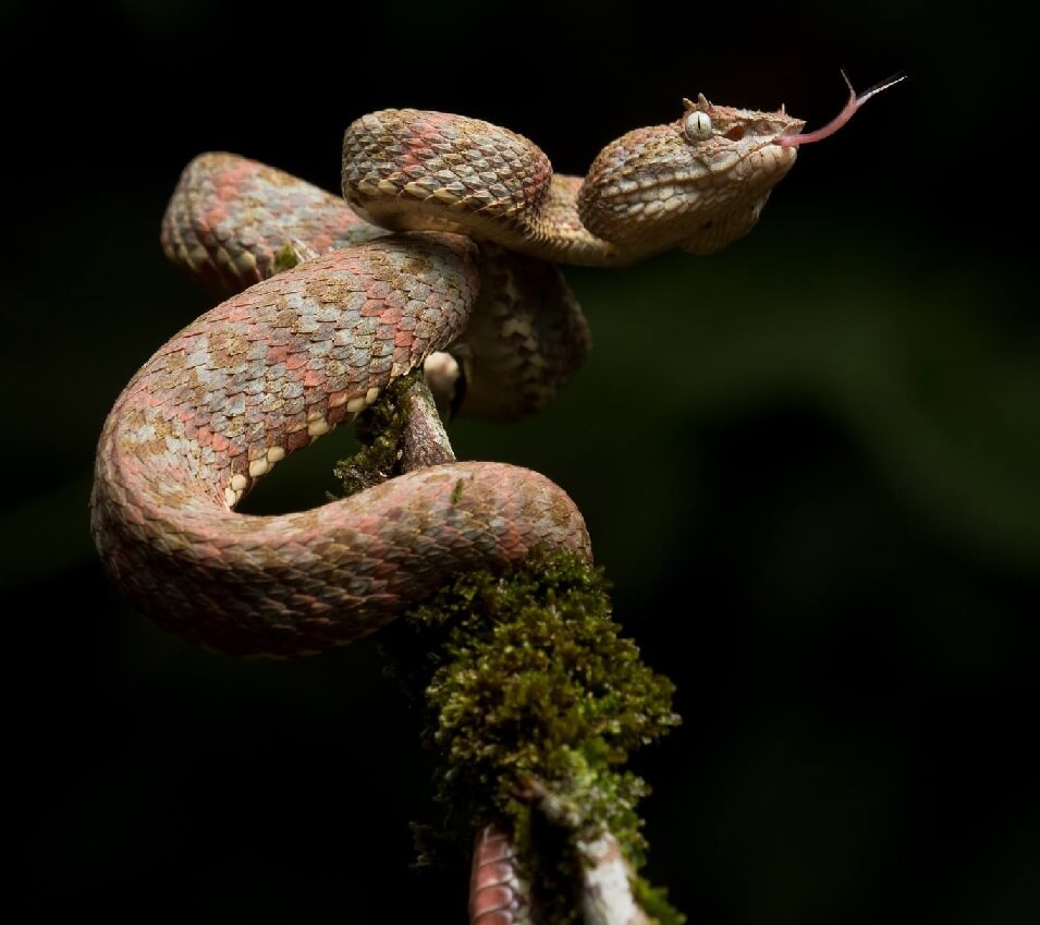 Eyelash Viper Care Guide & Species Profil - The Reptile Bay