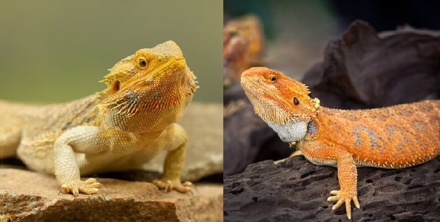 What do You need to know about Fancy Bearded Dragons? - The Reptile Bay