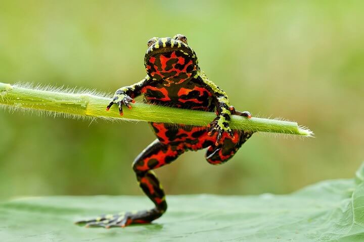 Fire-Bellied Toad Care Guide: Diet, Tank Setup, Lifespan & Handling ...