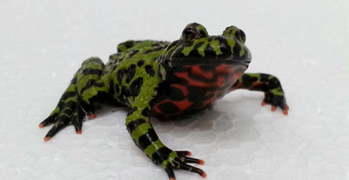 Fire-Bellied Toad Care Guide: Diet, Tank Setup, Lifespan & Handling ...