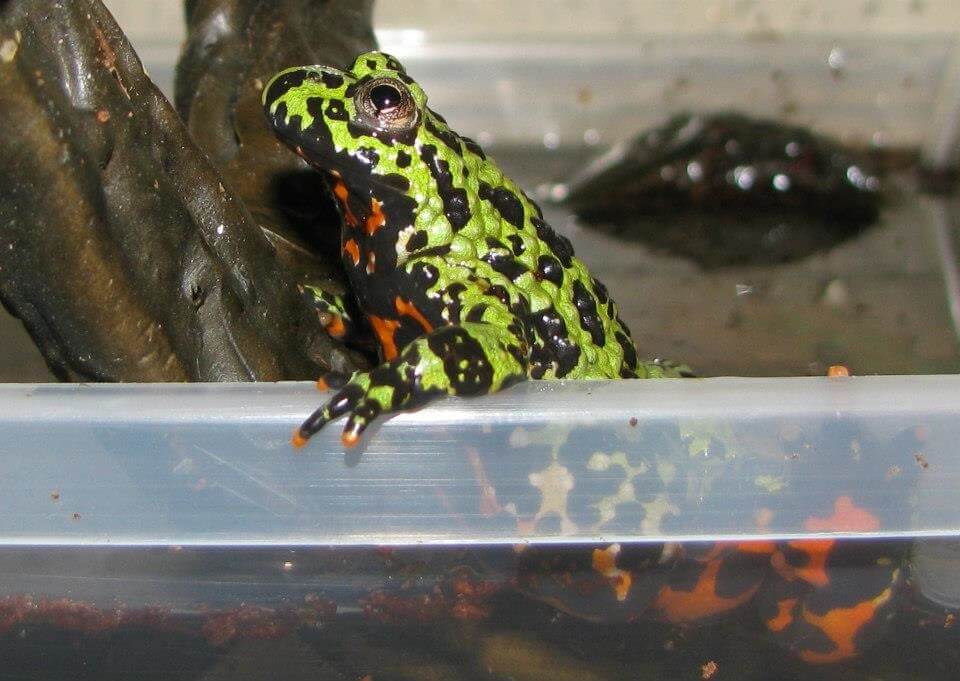 Fire-Bellied Toad Care Guide: Diet, Tank Setup, Lifespan & Handling ...