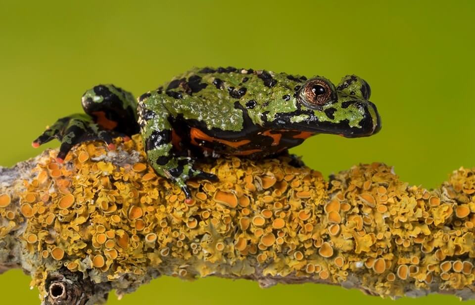 Fire-Bellied Toad Care Guide: Diet, Tank Setup, Lifespan & Handling ...