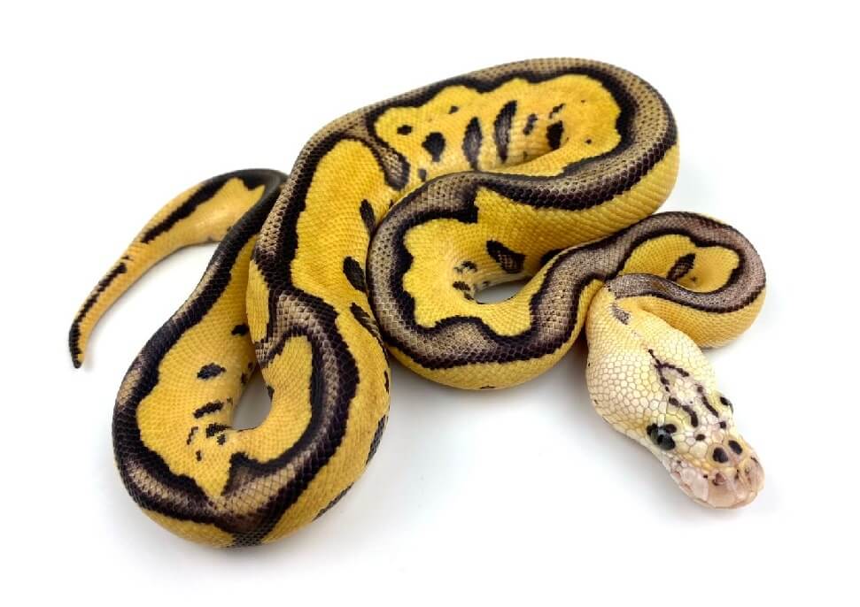 Firefly Ball Python Care Guide & Species Profil - The Reptile Bay