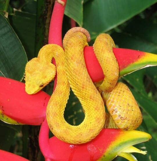 Eyelash Viper Care Guide & Species Profil - The Reptile Bay