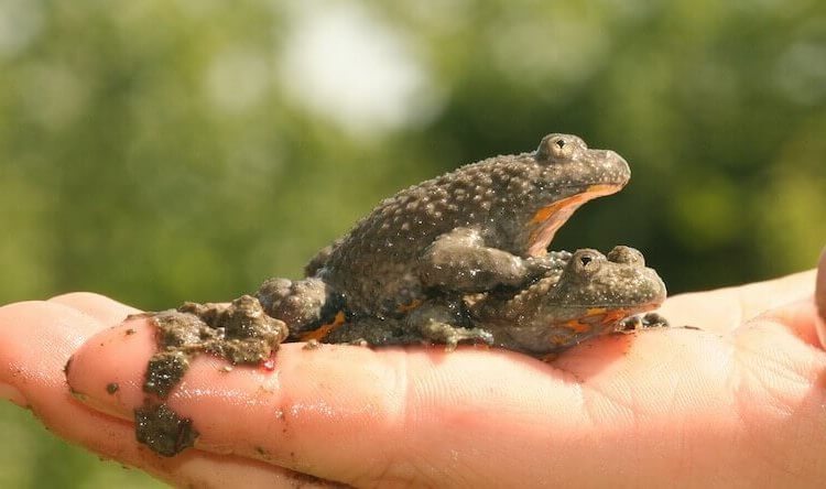 Fire-Bellied Toad Care Guide: Diet, Tank Setup, Lifespan & Handling ...