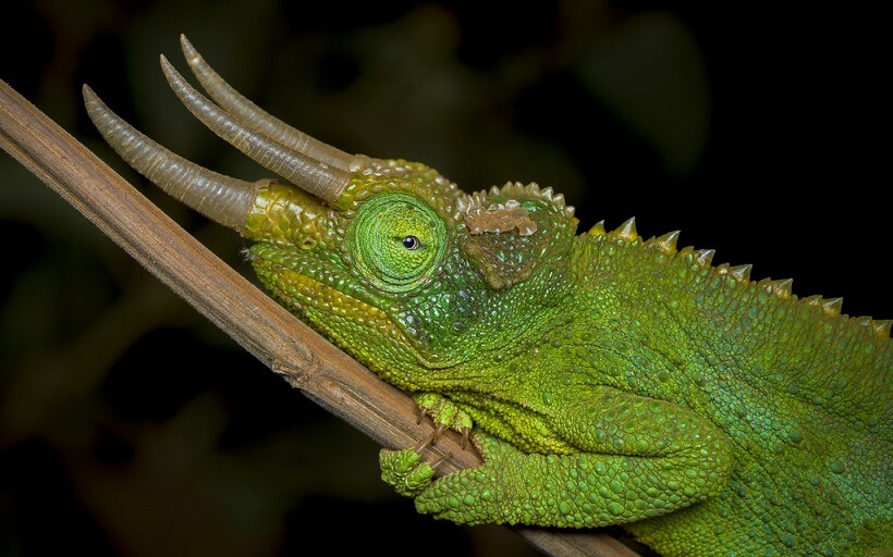 Jackson's Chameleon: Care Guide & Species Profile