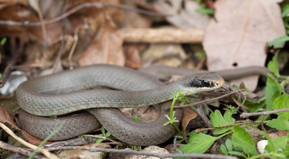 Blue Racer Snake Breed: Care Guide, Facts, Speed & Pictures - The ...