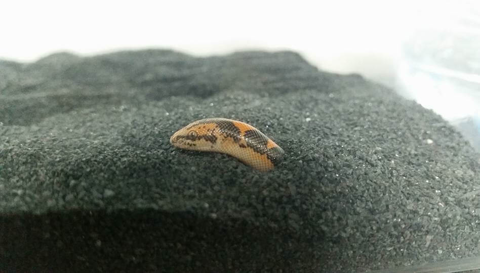 Information & Care Sheet for Kenyan Sand Boa Species - The Reptile Bay