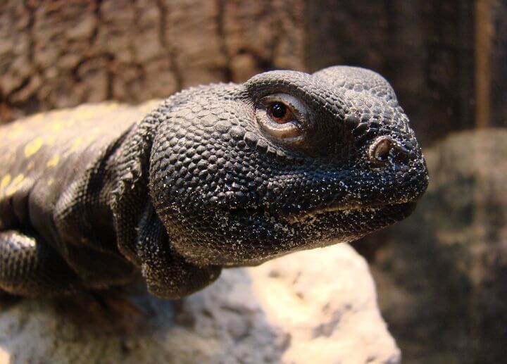 Mali Uromastyx: Care Guide, Species Profile & More - The Reptile Bay