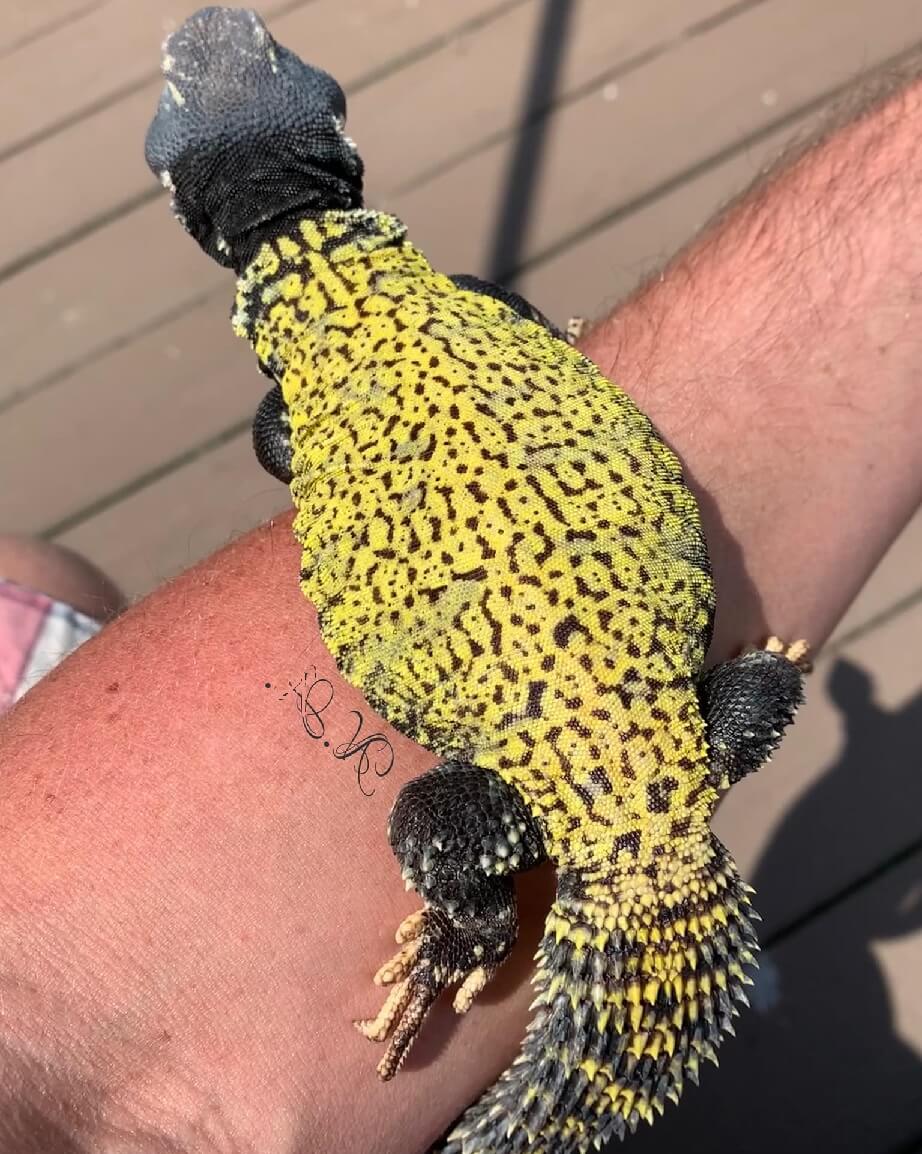 Mali Uromastyx: Care Guide, Species Profile & More - The Reptile Bay