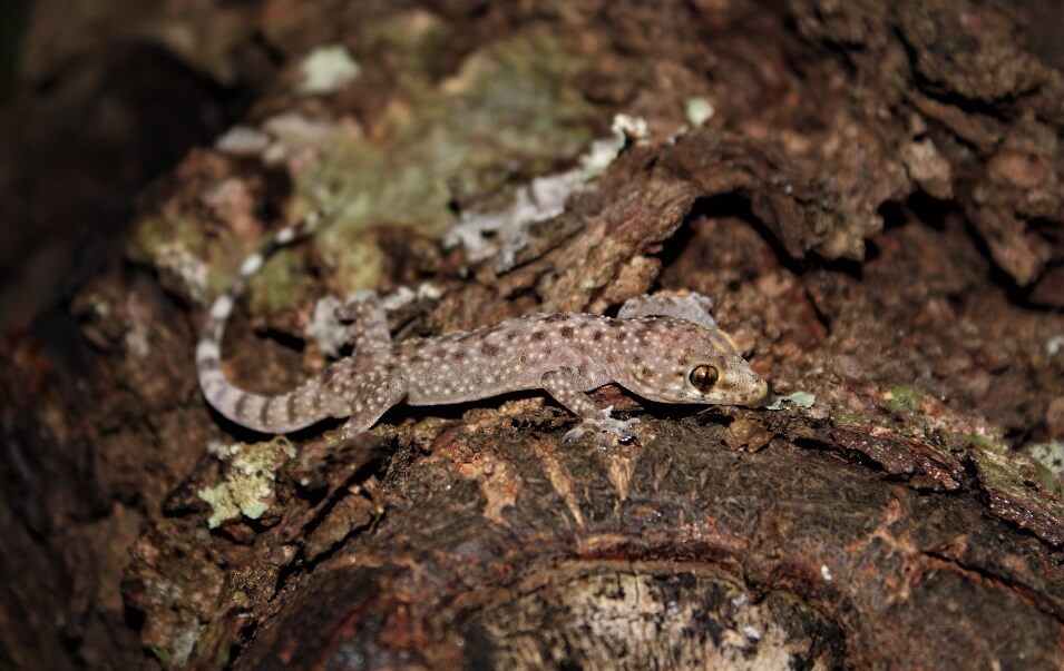 Mediterranean House Gecko Species Information and Facts - The Reptile Bay