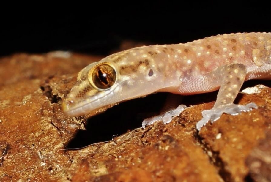 Mediterranean House Gecko Species Information and Facts - The Reptile Bay