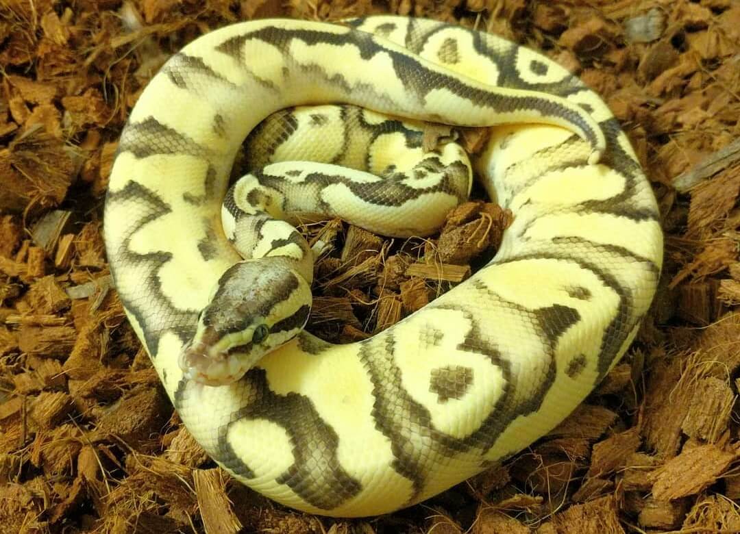 Firefly Ball Python Care Guide & Species Profil - The Reptile Bay