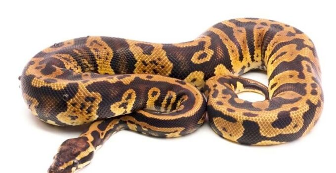 Pastel Ball Python Care sheet: Complete Husbandry Guide - The Reptile Bay
