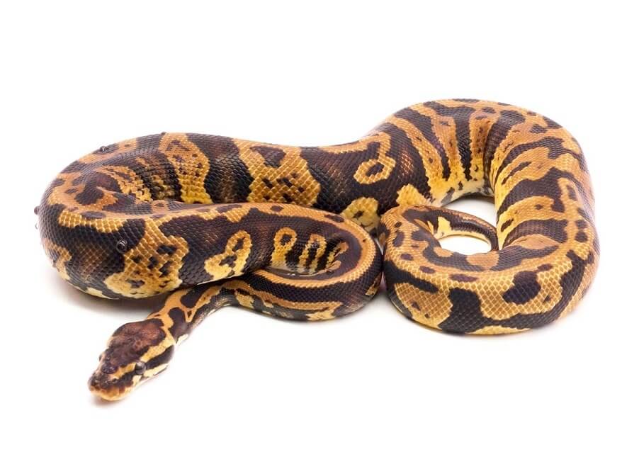 Pastel Ball Python Care sheet: Complete Husbandry Guide - The Reptile Bay