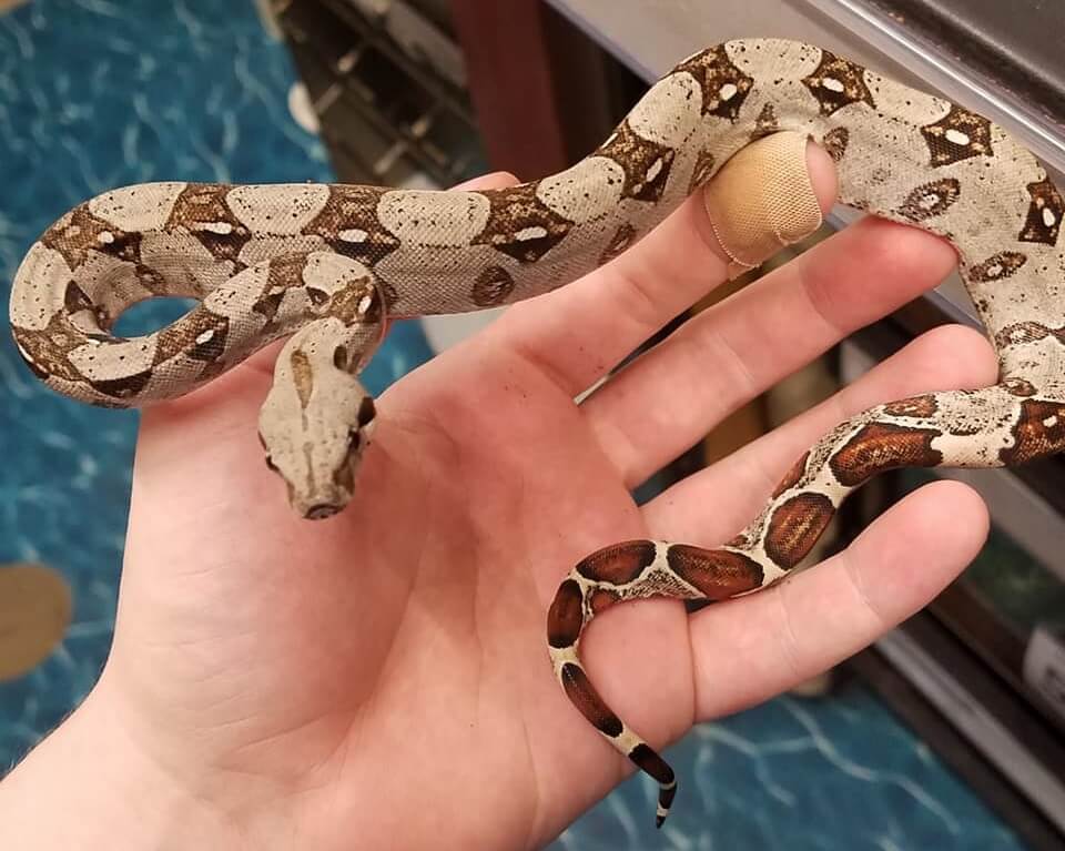 Red Tail Boa Complete Care Sheet & Enclosure Setup - The Reptile Bay
