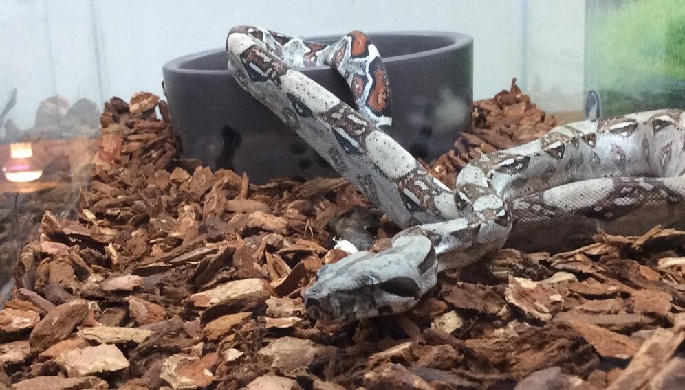 Red Tail Boa Complete Care Sheet & Enclosure Setup - The Reptile Bay