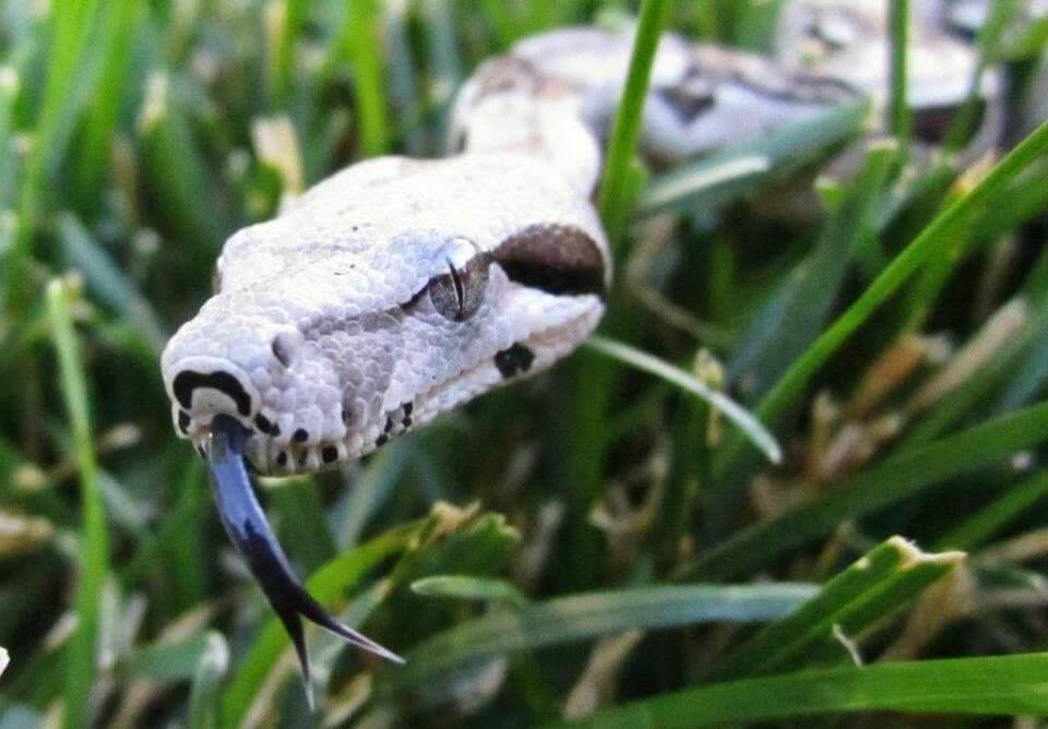 Red Tail Boa Complete Care Sheet & Enclosure Setup - The Reptile Bay