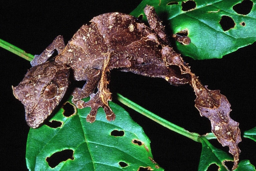 Satanic Leaf-Tailed Gecko Care Guide & More - The Reptile Bay