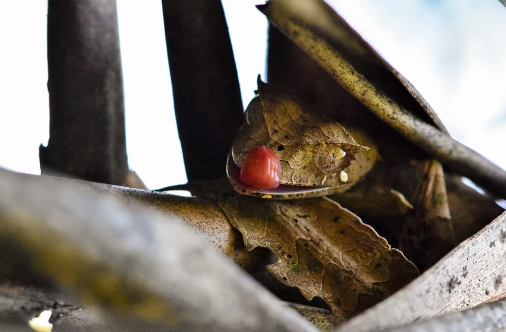 Satanic Leaf-Tailed Gecko Care Guide & More - The Reptile Bay