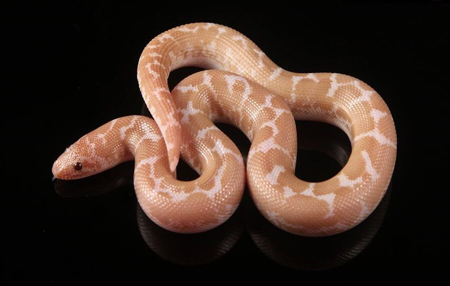 Information & Care Sheet for Kenyan Sand Boa Species - The Reptile Bay