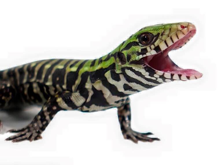 9 Types of Tegu Lizards & Pictures - The Reptile Bay