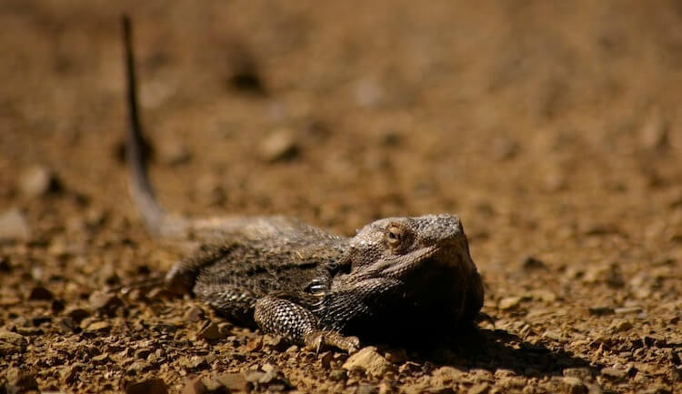 Bearded Dragon Behaviours Explained: Glass Surfing, Head Bobbing and ...
