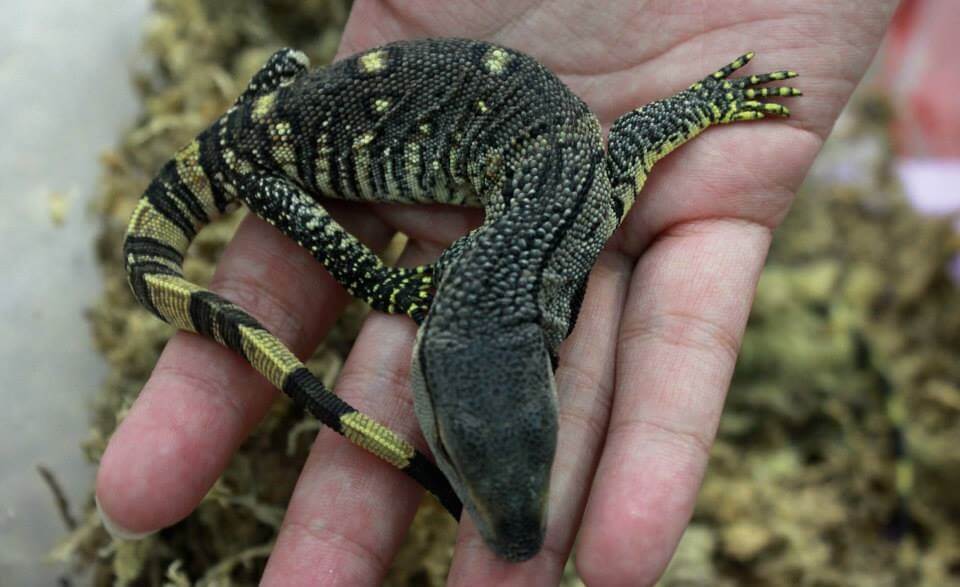 Black-Throated Monitor Care Guide & More - The Reptile Bay