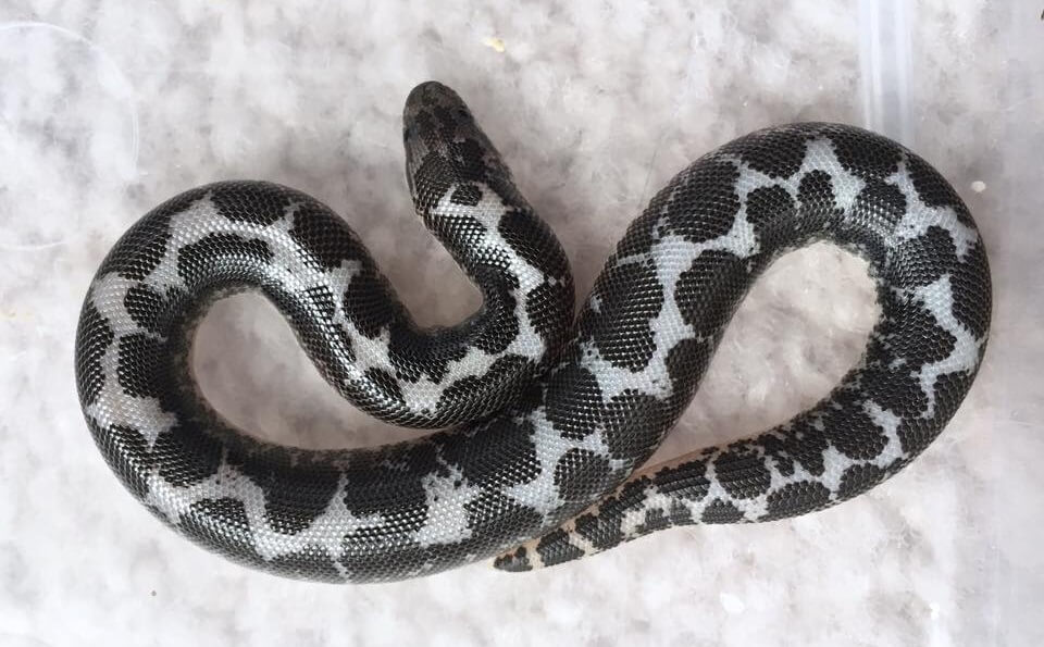 Information & Care Sheet for Kenyan Sand Boa Species - The Reptile Bay